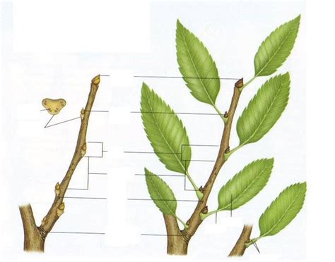 Lab Practical 1 Pt 3 Diagram Quizlet