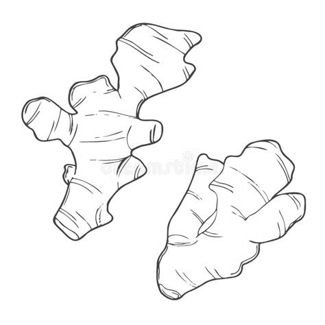 Hand Drawn Ginger Roots Sketch Isolated Vector Illustration Stock