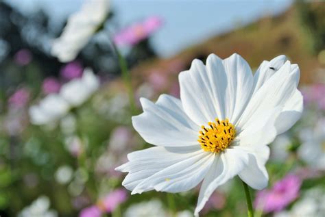 신선함 의 Pixabay의 무료 사진 Pixabay