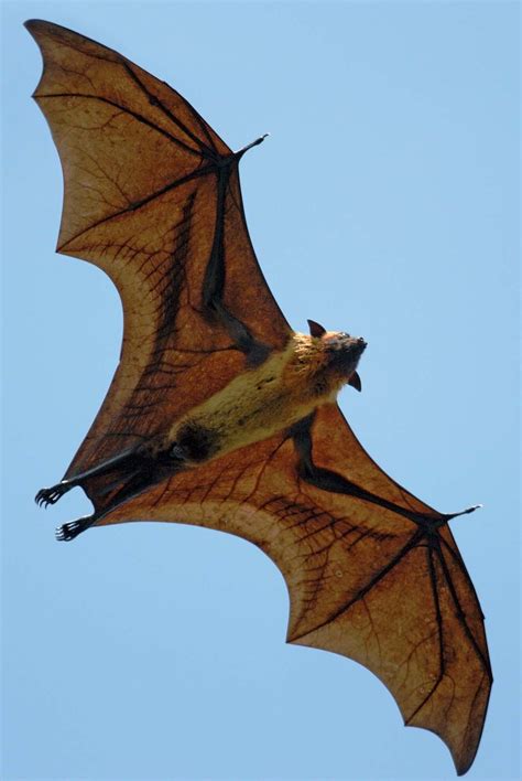 Flying Fox Size Diet And Facts Britannica
