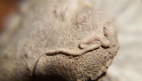 Fossilized Cretaceous Sea Worm Fossil ID The Fossil Forum