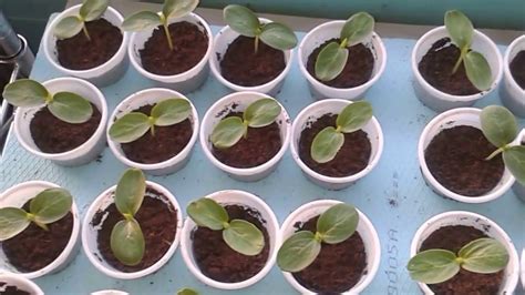 Разсад домати и пипер с иновация Youtube