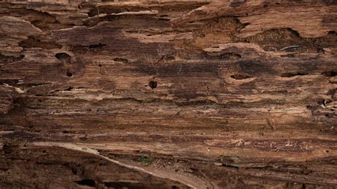 배경은 클로즈업입니다 곤충의 흔적이 보이는 껍질이없는 썩어가는 나무의 줄기 나무의 질감이 명확하게 보입니다 배경 개념 0명에 대한 스톡 사진 및 기타 이미지 Istock