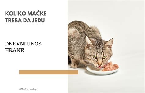 Koliko Mačke Treba Da Jedu Mačketina