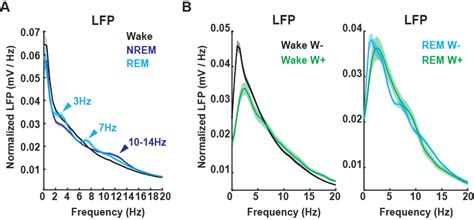 Figure S10 Spectral Analysis Of Lfps During Different Vigilance