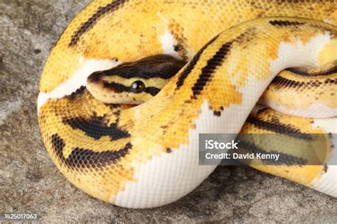 Potret Pie Bald Ball Python Foto Stok Unduh Gambar Sekarang Amerika
