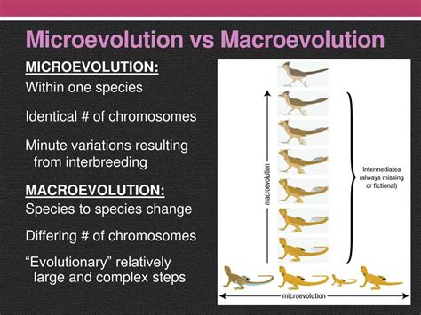 Microevolution Vs Macroevolution Venn Diagram Macroevolution