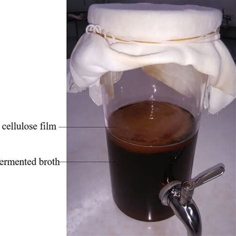 Kombucha Production Using A Scoby As Starter Download Scientific Diagram