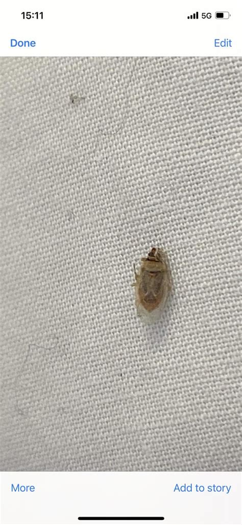 Is This A Dead Bedbug Rbedbugs Is This A Dead Bedbug Rbedbugs