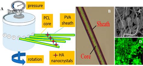 Pcl Pva Binary Polymer Fibres A Schematic Representation Of Download Scientific Diagram