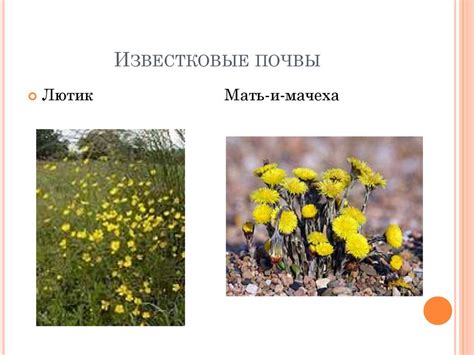 Растения индикаторы окружающей среды презентация онлайн