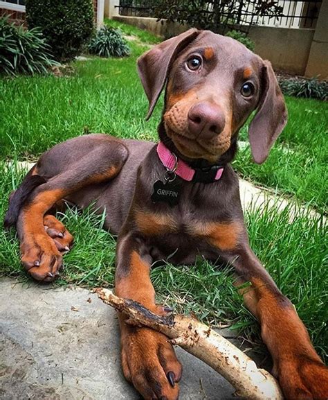 Brown Doberman Puppies