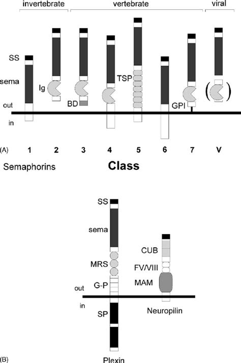 Schematic Representation Of Semaphorins And Semaphorin Receptors A Download Scientific