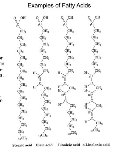 BIOC 3021 Lecture 14 Flashcards Quizlet