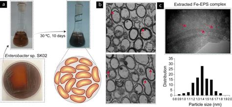 Colonies Of Enterobacter Sp Sk02 After 10 Days Of Anaerobic Culture On