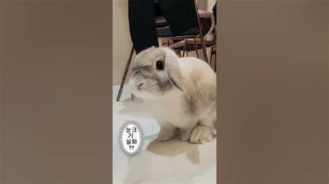 토끼 눈크기 실화에요👀 깜놀 Youtube