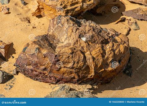 Fossile De Coque De Tortue Dans Le Désert Du Maroc Photo Stock Image