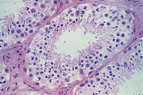Testes Histology Diagram Quizlet