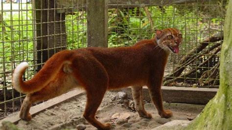 Pardofelis Badia