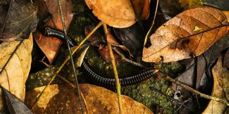 Myriapods Information Types Characteristics Features And Examples Crgsoft