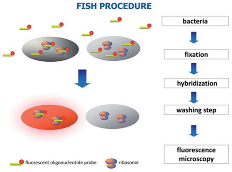 Microbial Analysis Creative Bioarray