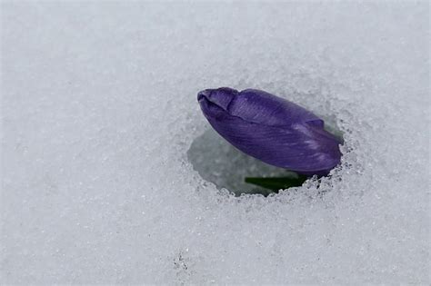 첫 번째 봄 꽃입니다 눈에 부드럽게 보라색 크 로커 스 꽃의 꽃 봉 오리 봄 시즌입니다 눈 봄 꽃 배경 0명에 대한 스톡 사진 및 기타 이미지 Istock