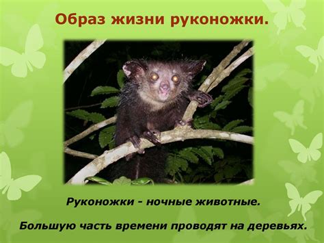 Ай ай или Мадагаскарская руконожка презентация онлайн