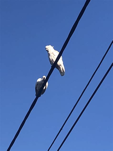 Sulphur Crested Cockatoo Birdforum
