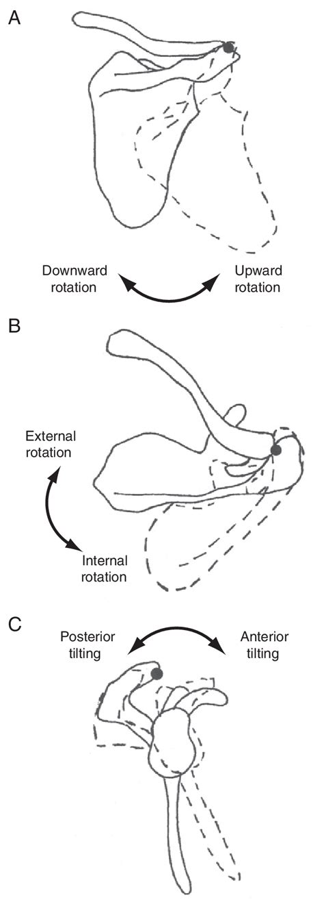 Scapular Motions From A Posterior Upward Downward Rotation B