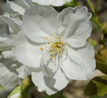 跡見群芳譜 桜花譜 サトザクラ ホタテ