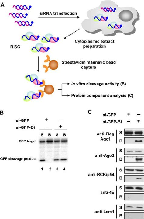 Isolation Of Active Human Risc Containing Rck P54 Ago1 Ago2 A