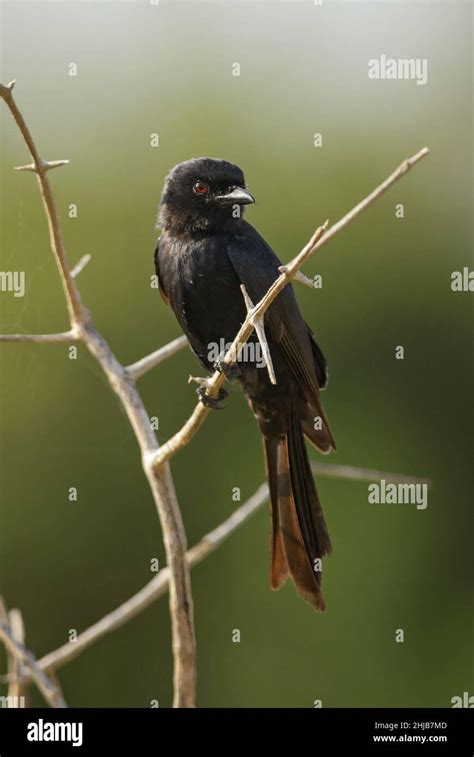 Fork Tailed Drongo Dicrurus Adsimilis Beautiful Black Long Tailed Perching Bird From African