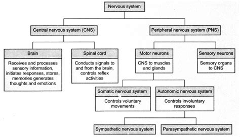 Control And Coordination Class 10 Notes Science Chapter 7 Ncert Mcq