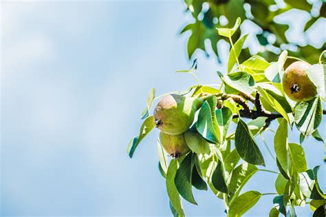 익지 않은 녹색 배 과수원 어린 배 나무 익은 과일 수확 익지 않은 배는 녹색 가지에 매달려 있습니다 푸른 하늘을 향한 나뭇가지에 배 건강관리와 의술에 대한 스톡 사진 및