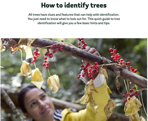 Identify Trees
