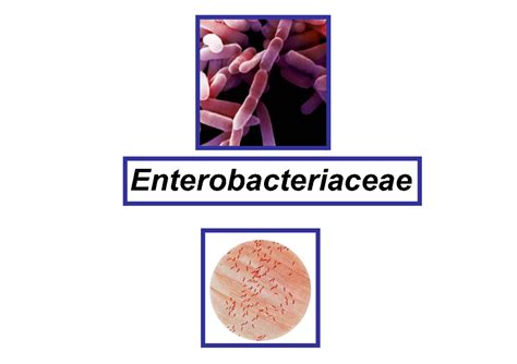 Enterobatteri I Parte Enterobacteriaceae Enterobacteriaceae