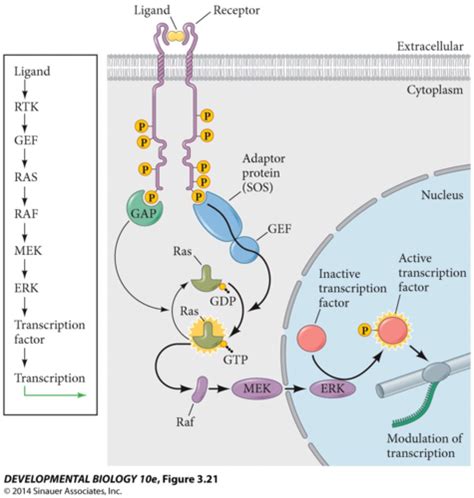 Ch 4 Cell To Cell Communication In Development Flashcards Quizlet