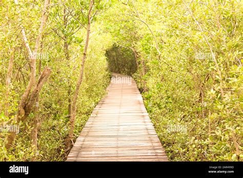 Wood Floor Walkways With Tree Tunnel The Pathway With Two Sides Is A Tree Stock Photo Alamy