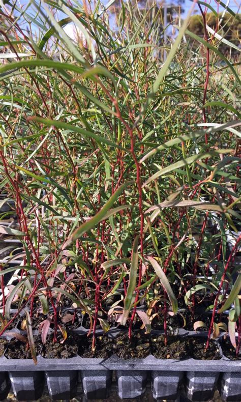 Salt Tolerant Species Chatfields Tree Nursery