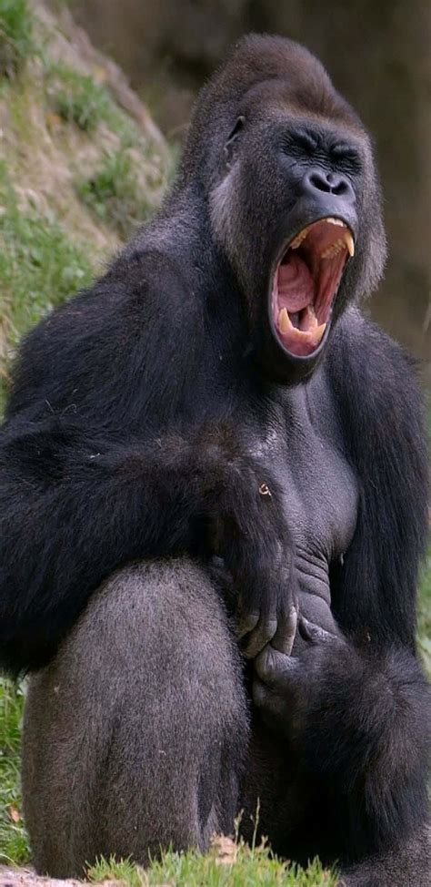 Yawning Gorilla