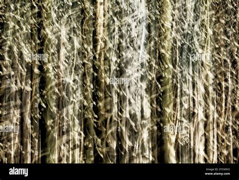 Atmospheric Forest Abstract Structures Wiping Effect Bulb Exposure