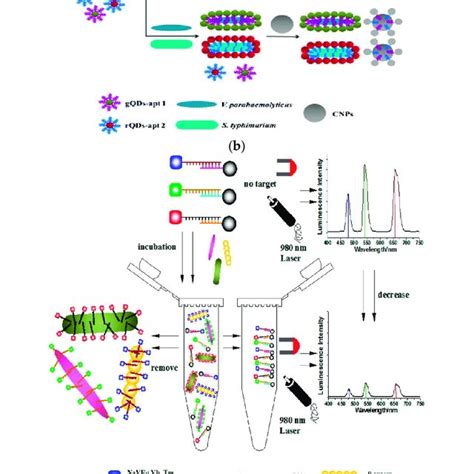 A Detection Of Vibrio Parahaemolyticus And Salmonella Typhimurium Download Scientific Diagram