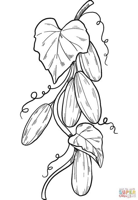 Cucumber Plant Coloring Page Free Printable Coloring Pages
