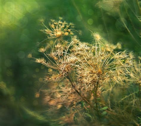 Only Grass By Olga17 On Deviantart