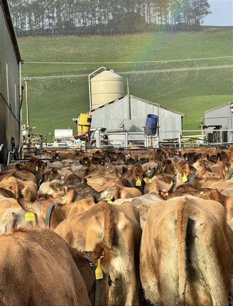 Fermina All Lined Up For The Last Night Milking For The Season Facebook