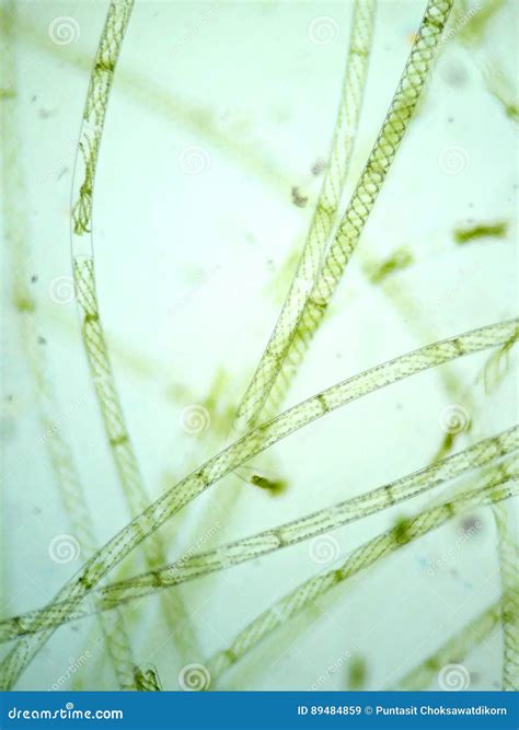 Filamentous Algae Stock Image Image Of Macro Focus 89484859