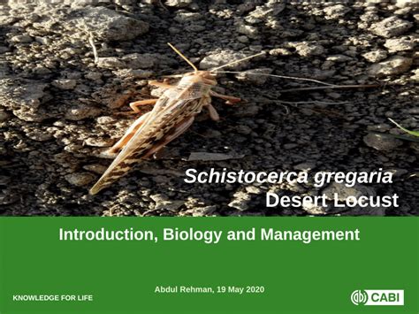 Pdf Locust Introduction Biology And Management In Pakistan