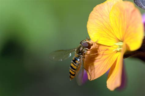 Hoverfly Bug Naturaleza Foto Gratis En Pixabay Pixabay