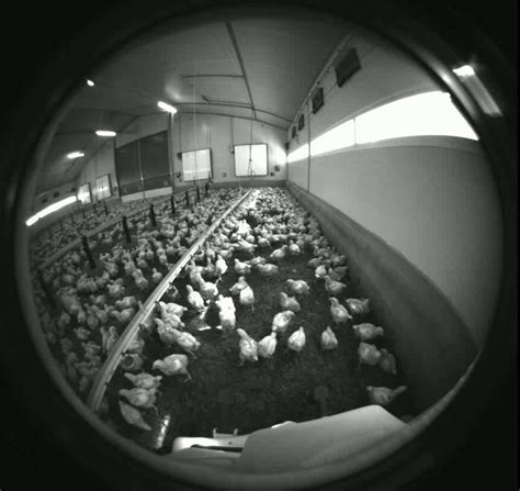 Bird Detection Tracking And Healthcare Monitoring Object Detection
