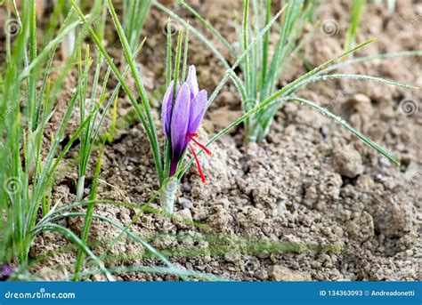 Saffron Flower Showing The Red Stigma Stock Image Image Of Style